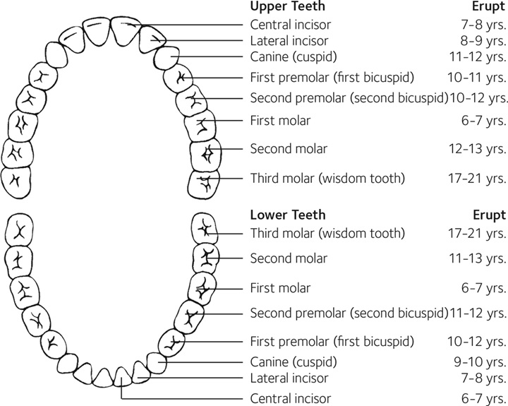 Eruption Charts | MouthHealthy - Oral Health Information from the ADA